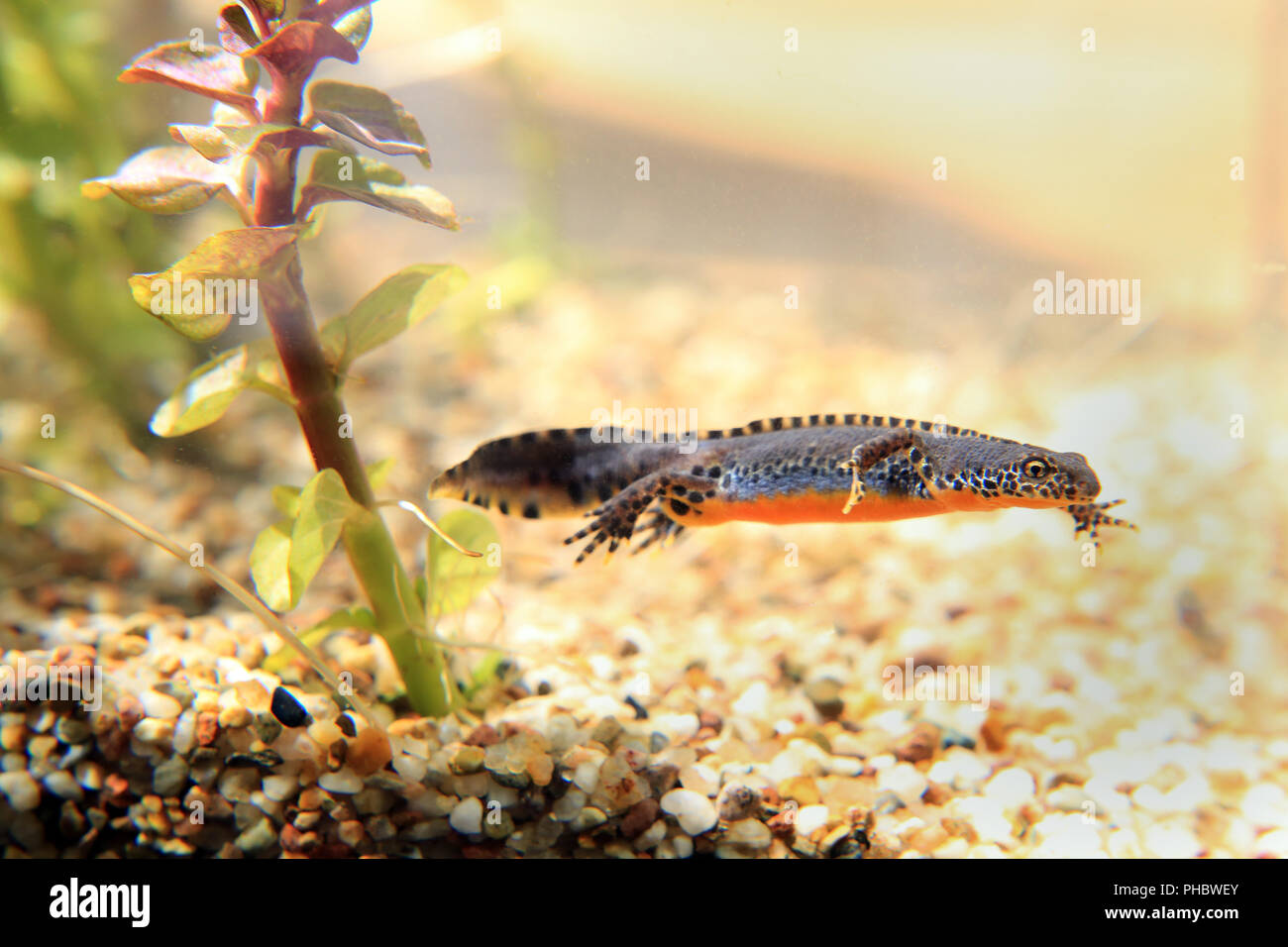 Male alpine newt, triturus alpestris Stock Photo - Alamy
