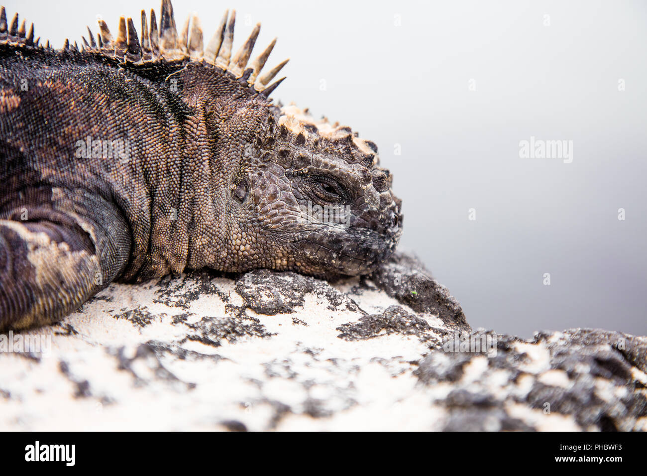 Marine Iguana, the mini godzilla-like reptiles that repulsed Darwin ...