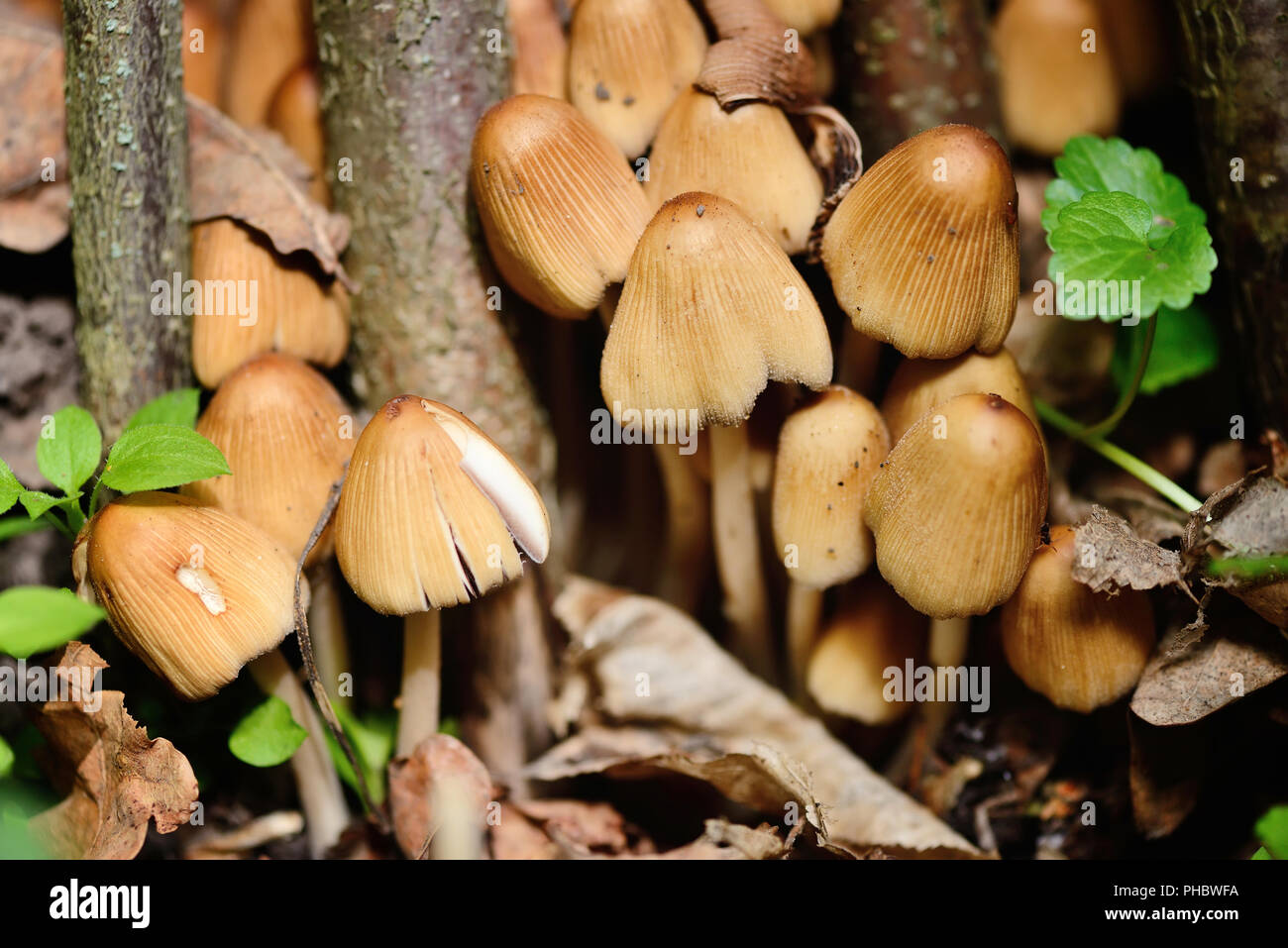 Coprinus Mushroom 40x