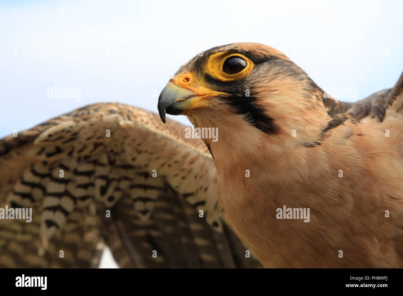 Lanner falcon, Falco biarmicus Stock Photo - Alamy