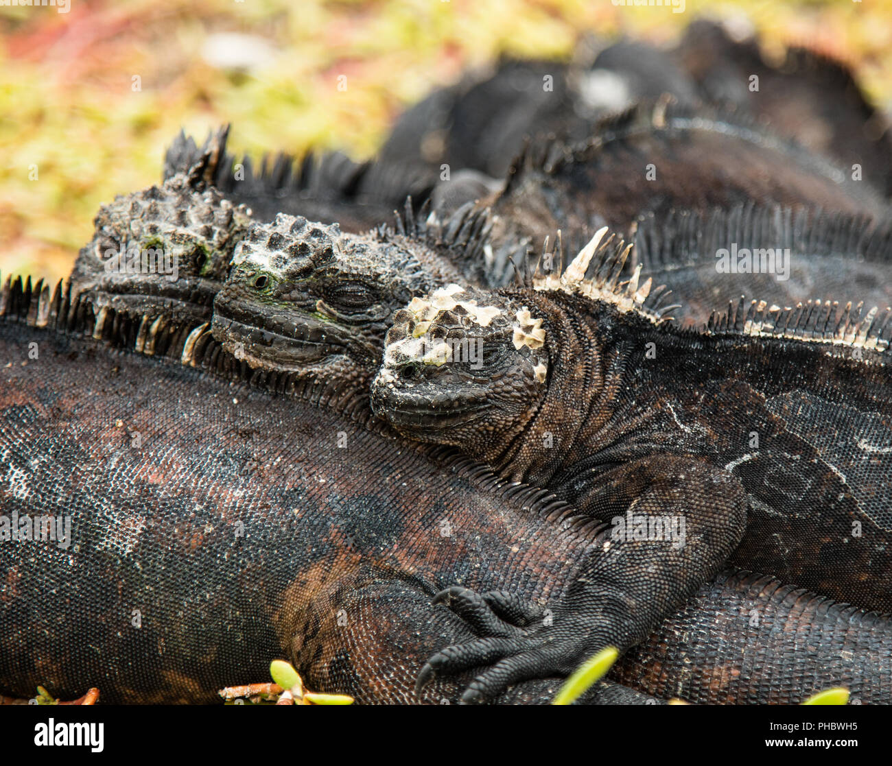 Marine Iguanas, the mini godzilla-like reptiles that repulsed Darwin ...