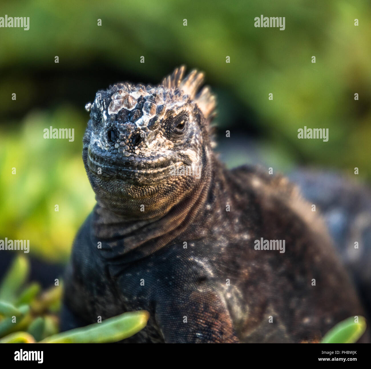 Marine Iguana, the mini godzilla-like reptiles that repulsed Darwin ...