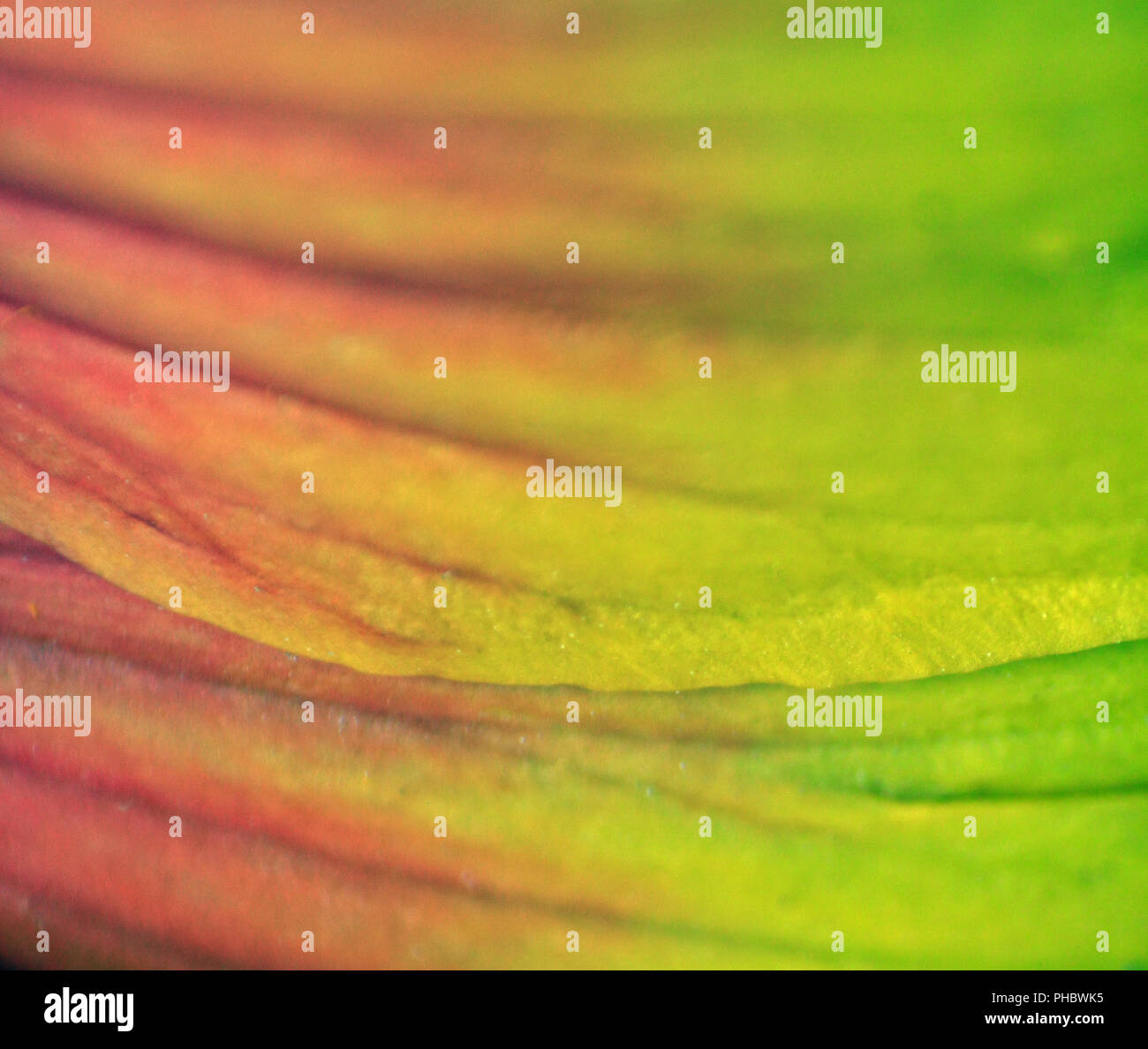 colorful flower leaves Stock Photo - Alamy