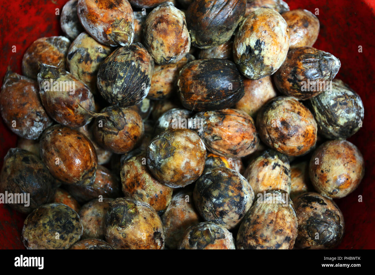 Betel cultivation hi-res stock photography and images - Alamy