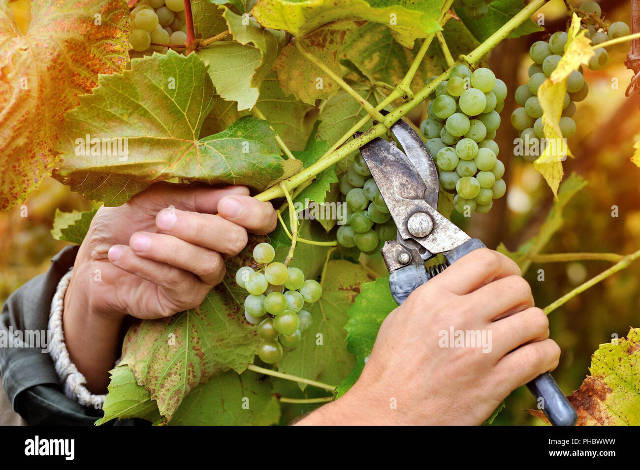 Hands farmer cutting grape fruit hi-res stock photography and images ...