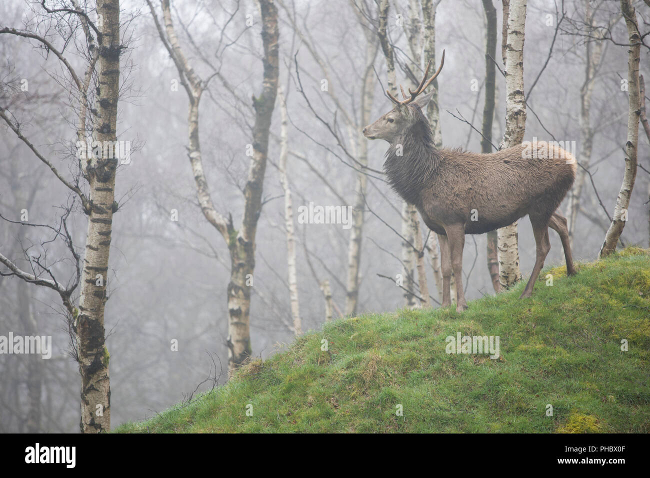 Foggy silver birch hi-res stock photography and images - Alamy
