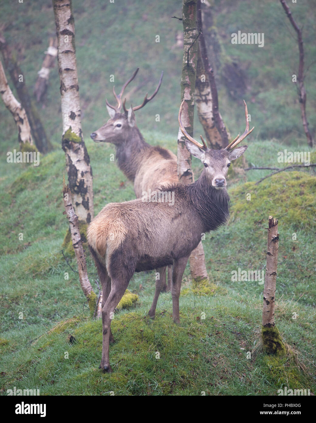 Birch trees with deer hi-res stock photography and images - Alamy