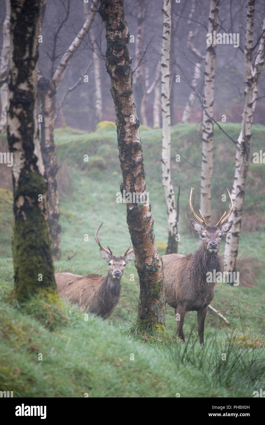 Birch Trees With Deer Stock Photos & Birch Trees With Deer Stock Images ...