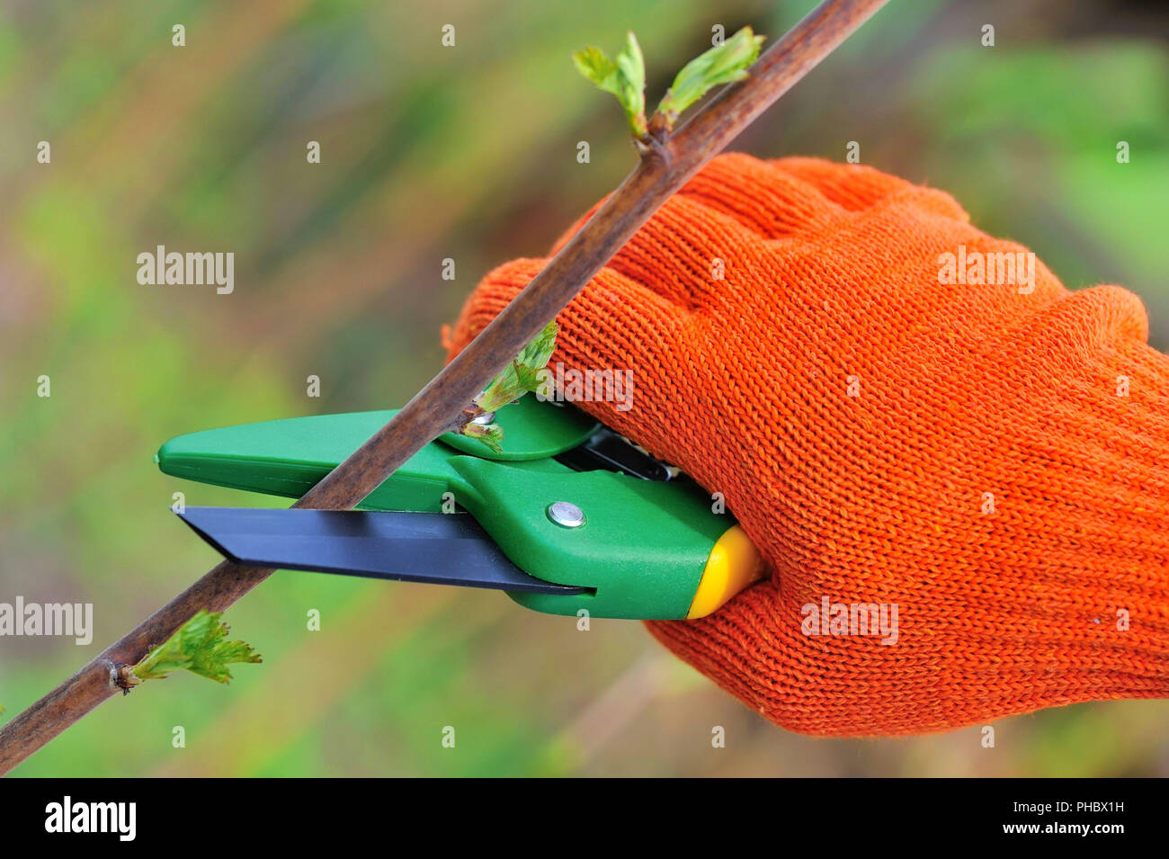 Cutting bush with scissor hi-res stock photography and images - Alamy
