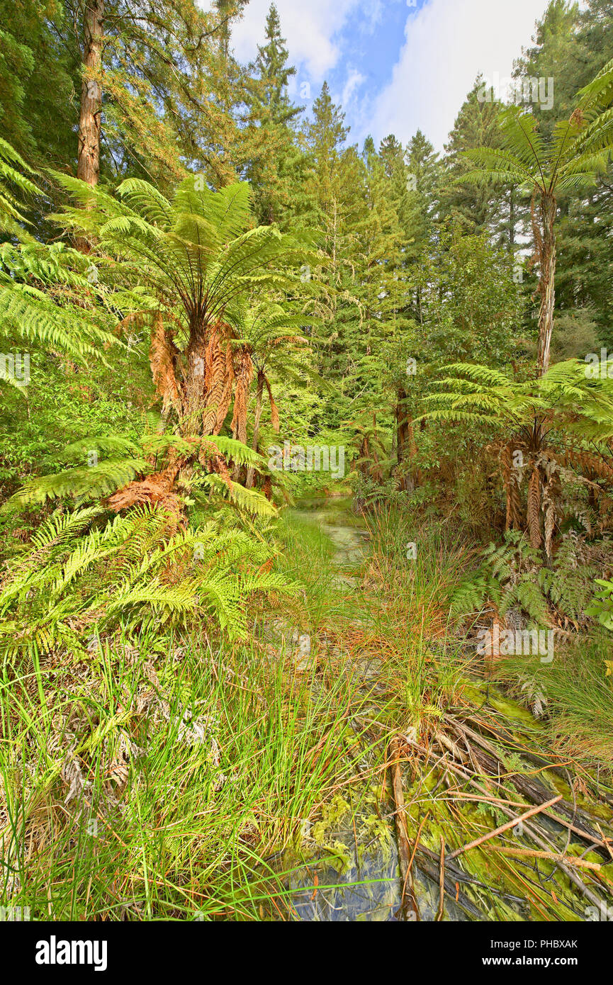 Whakarewarewa forest hi-res stock photography and images - Alamy
