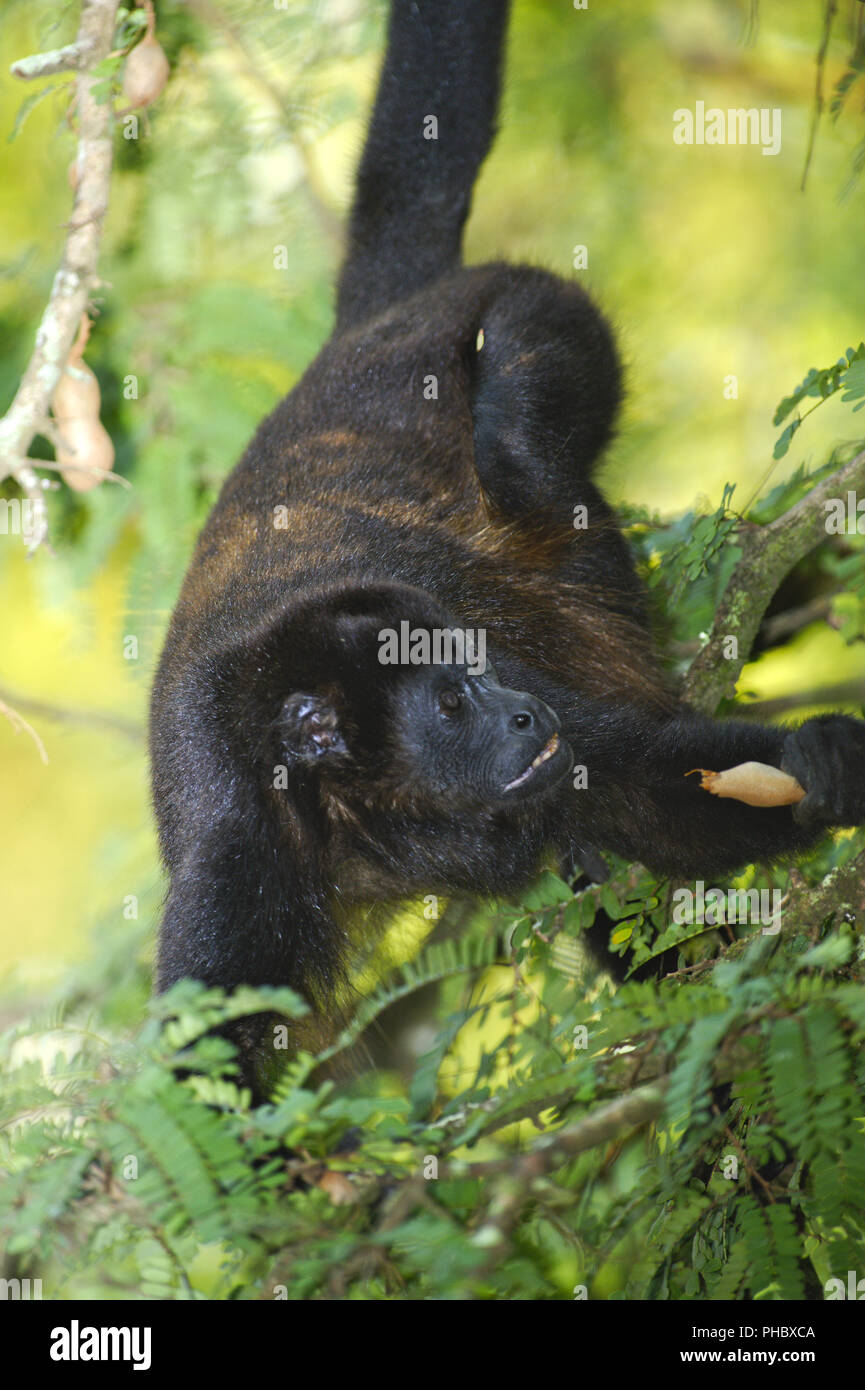 Monkey yelling hi-res stock photography and images - Alamy