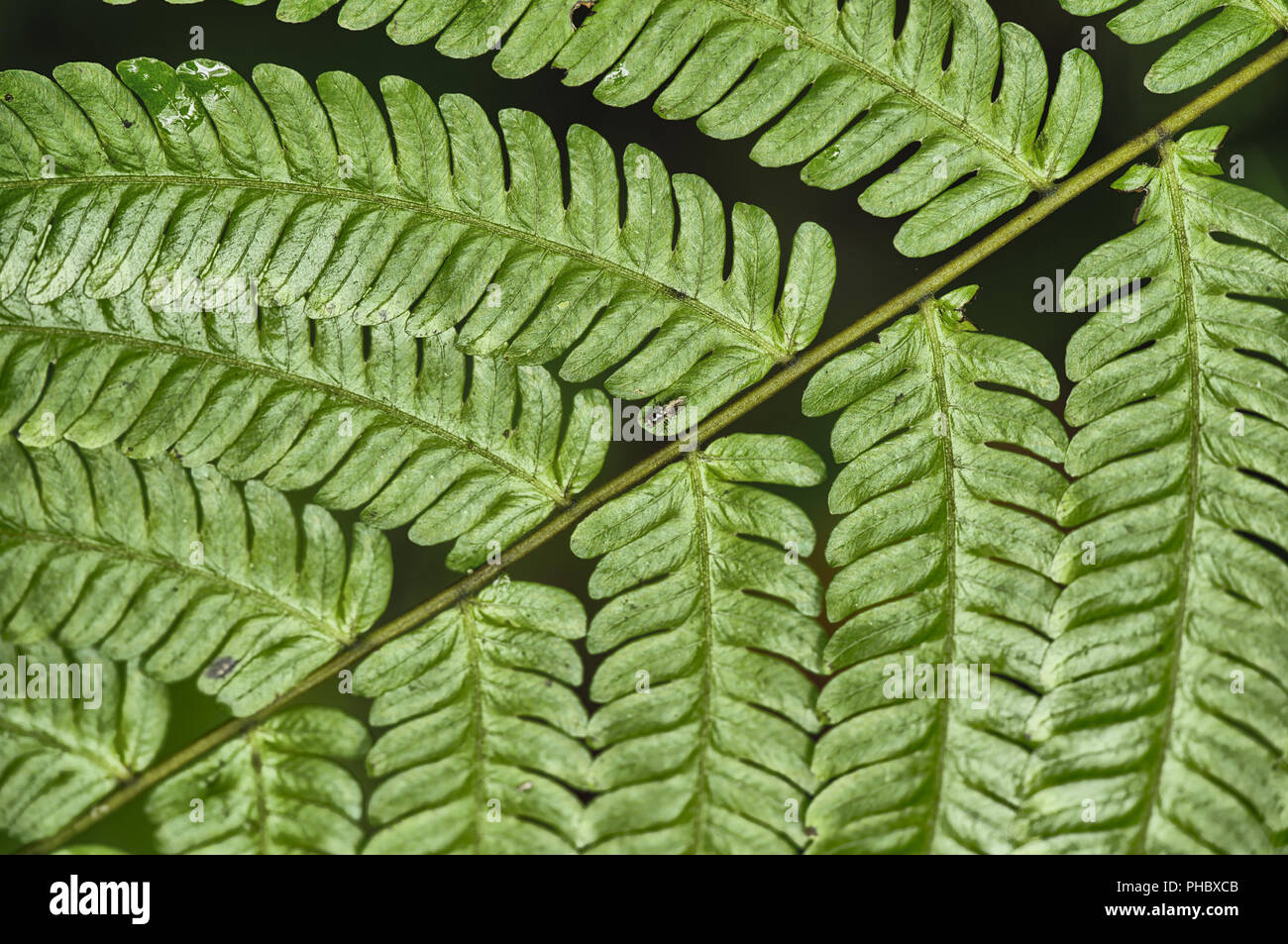 Leaf Details High Resolution Stock Photography and Images - Alamy