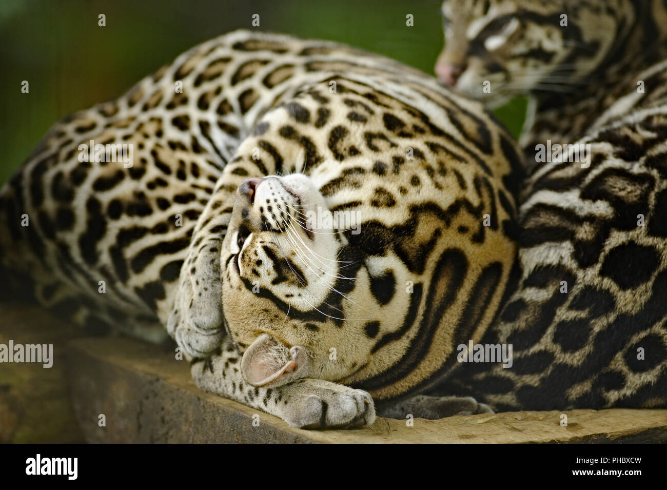 Ocelot costa rica hi-res stock photography and images - Alamy