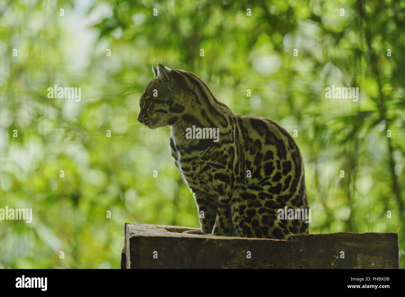 Margay hi-res stock photography and images - Alamy