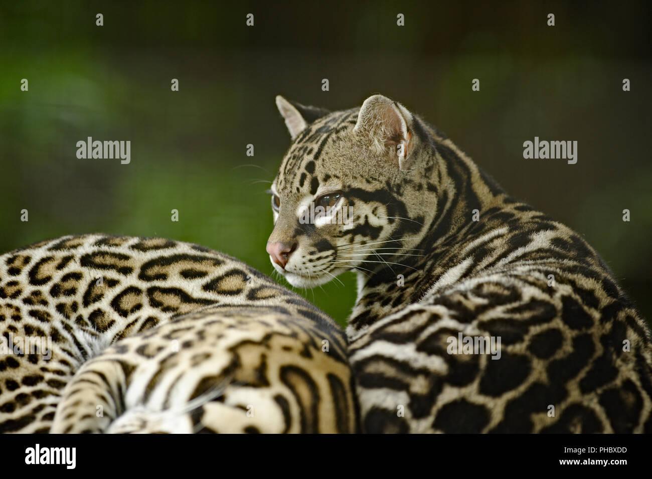 Ocelot pattern hi-res stock photography and images - Alamy