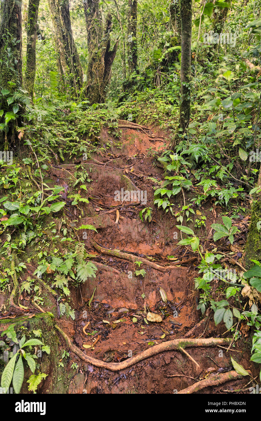 Jungle trail, Costa Rica Stock Photo - Alamy
