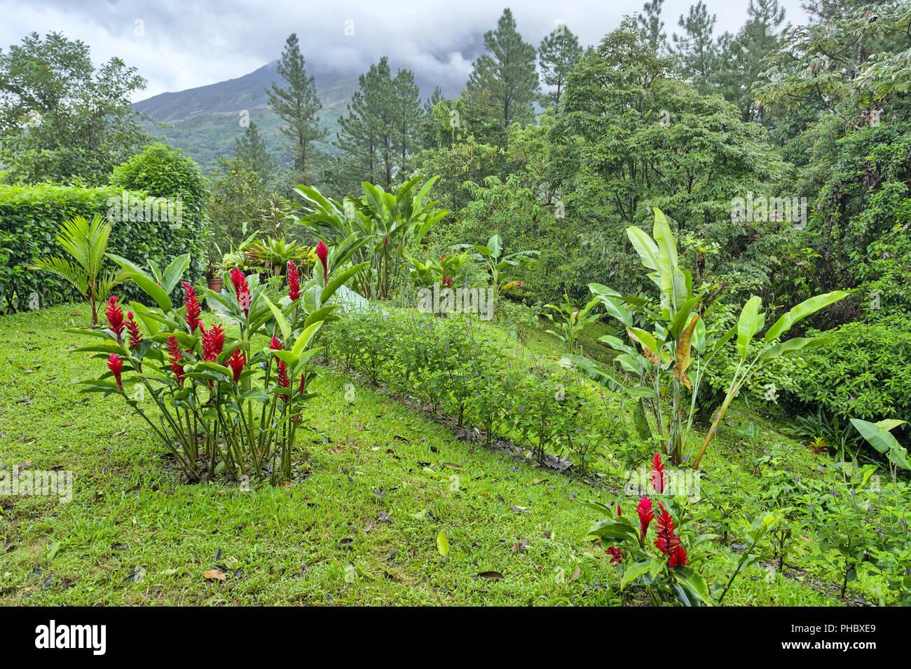 Red Ginger, Costa Rica Stock Photo - Alamy