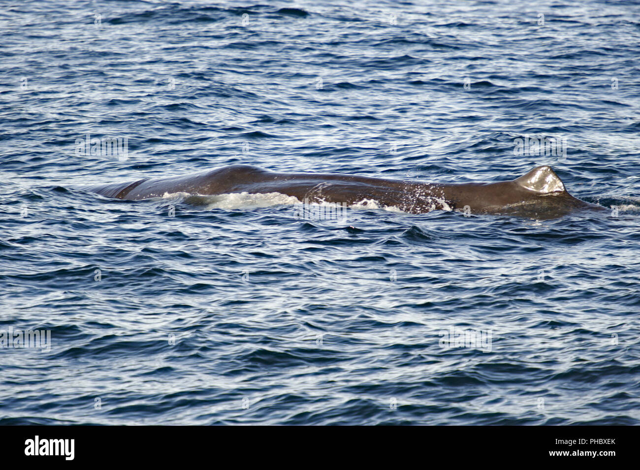 Sperm Whale diving Stock Photo - Alamy