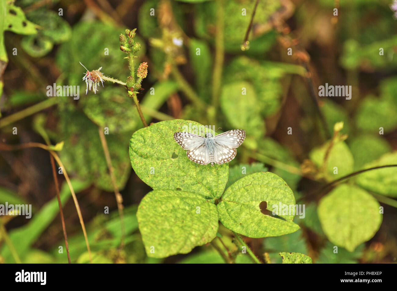 Costa rica moth hi-res stock photography and images - Alamy
