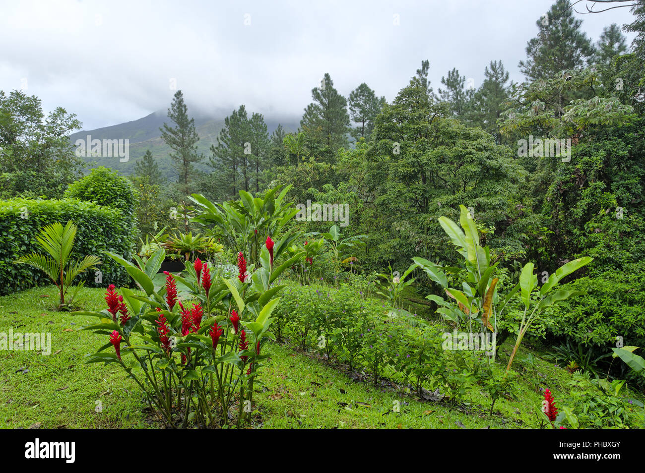 Red Ginger and Arenal Volcano, Costa Rica Stock Photo - Alamy