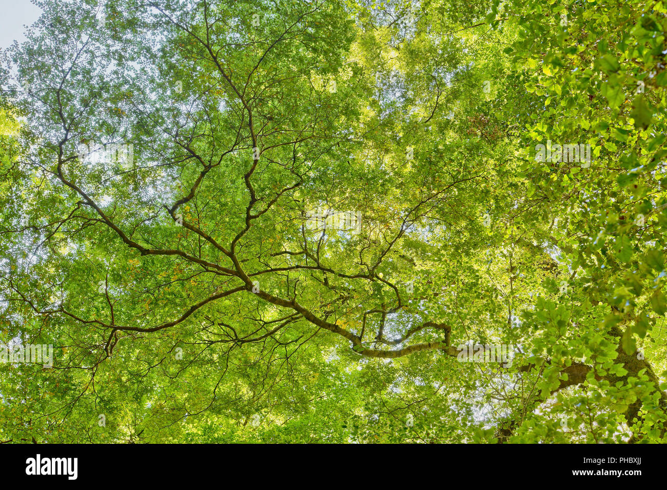 Beautiful tree branches Stock Photo - Alamy