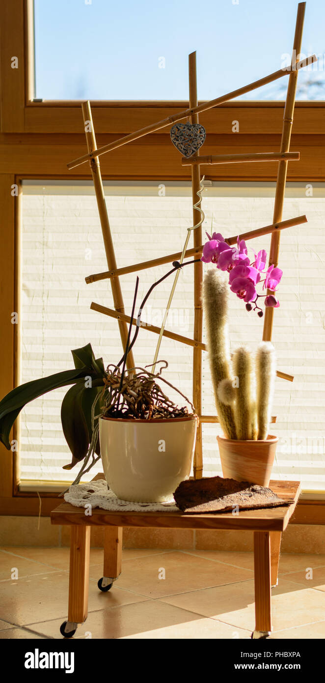 Homemade mobile flower with cactus and flowering orchid Stock Photo - Alamy