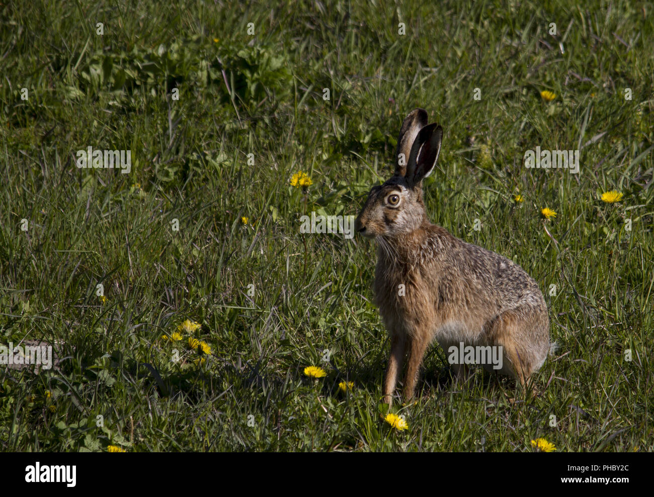 Buckow germany hi-res stock photography and images - Alamy