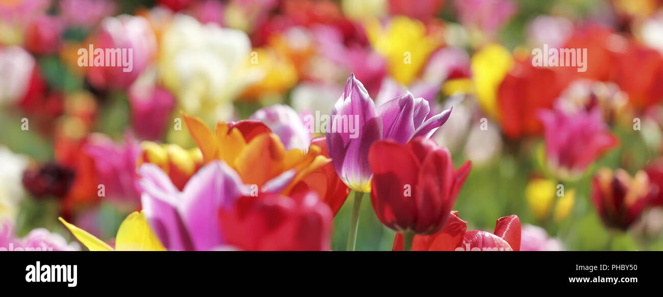 tulips colourful field banner Stock Photo - Alamy