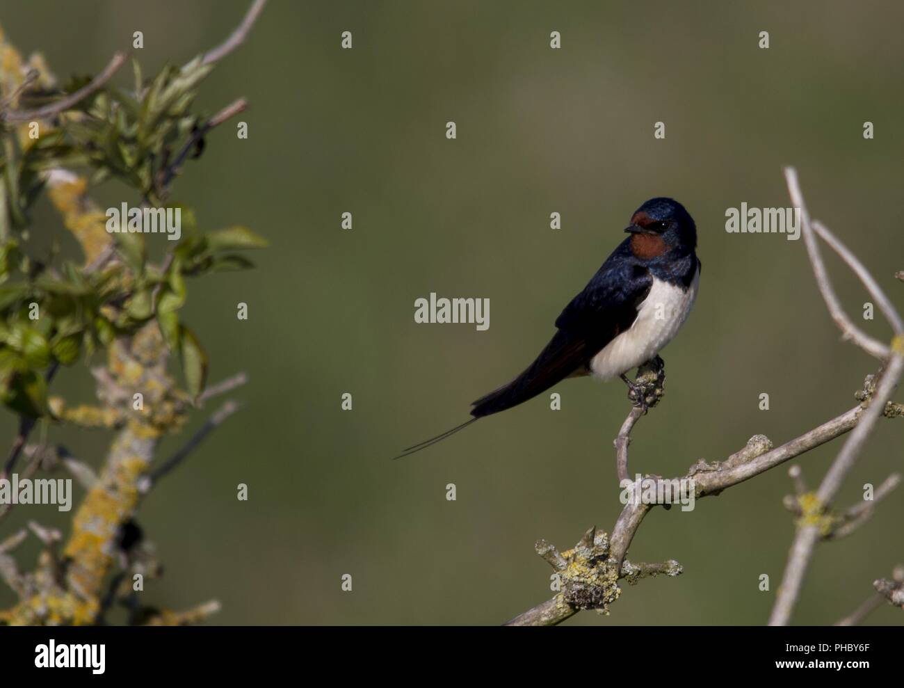 Barn Swallow, Buckow, Havelland, East Germany Stock Photo - Alamy