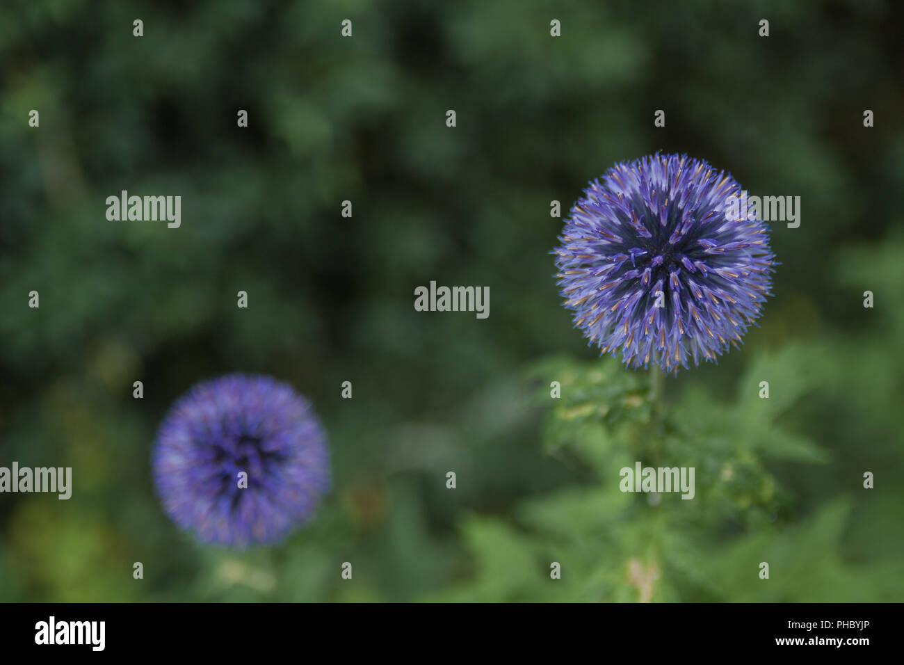 Blue ball thistle flower hi-res stock photography and images - Alamy