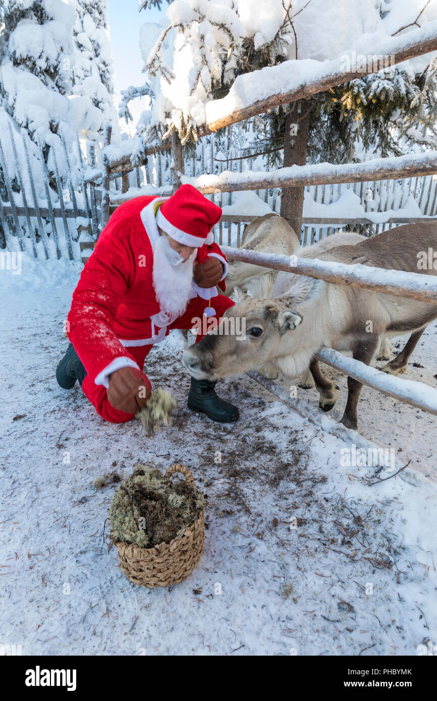 Santa Claus feeding reindeer, Ruka (Kuusamo), Northern Ostrobothnia ...