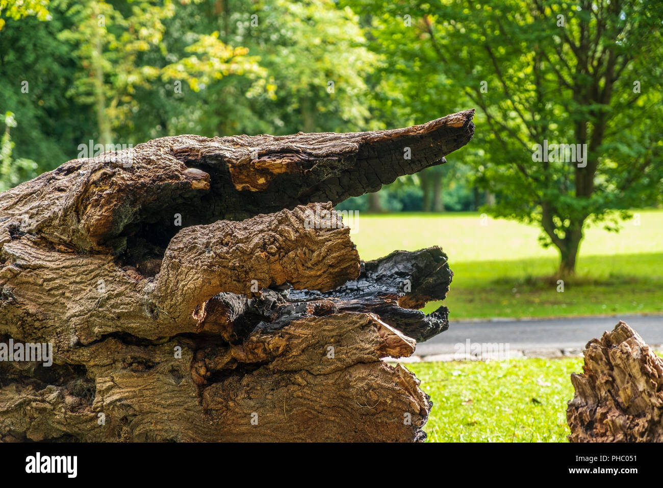 Old fallen cut tree on a meadow in Leases Park in Newcastle, UK Stock ...