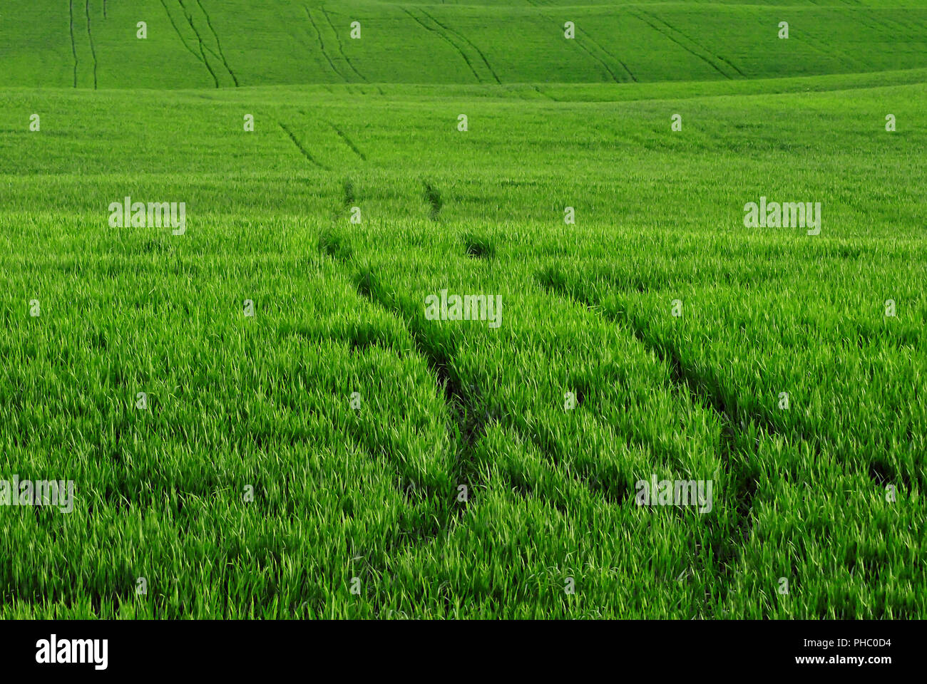 cultivated green lawn with for background Stock Photo - Alamy