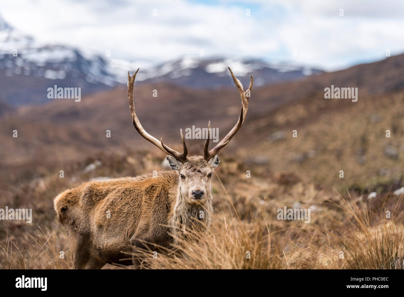 A wild Red Deer with big antlers in the Scottish Highlands in Torridon ...
