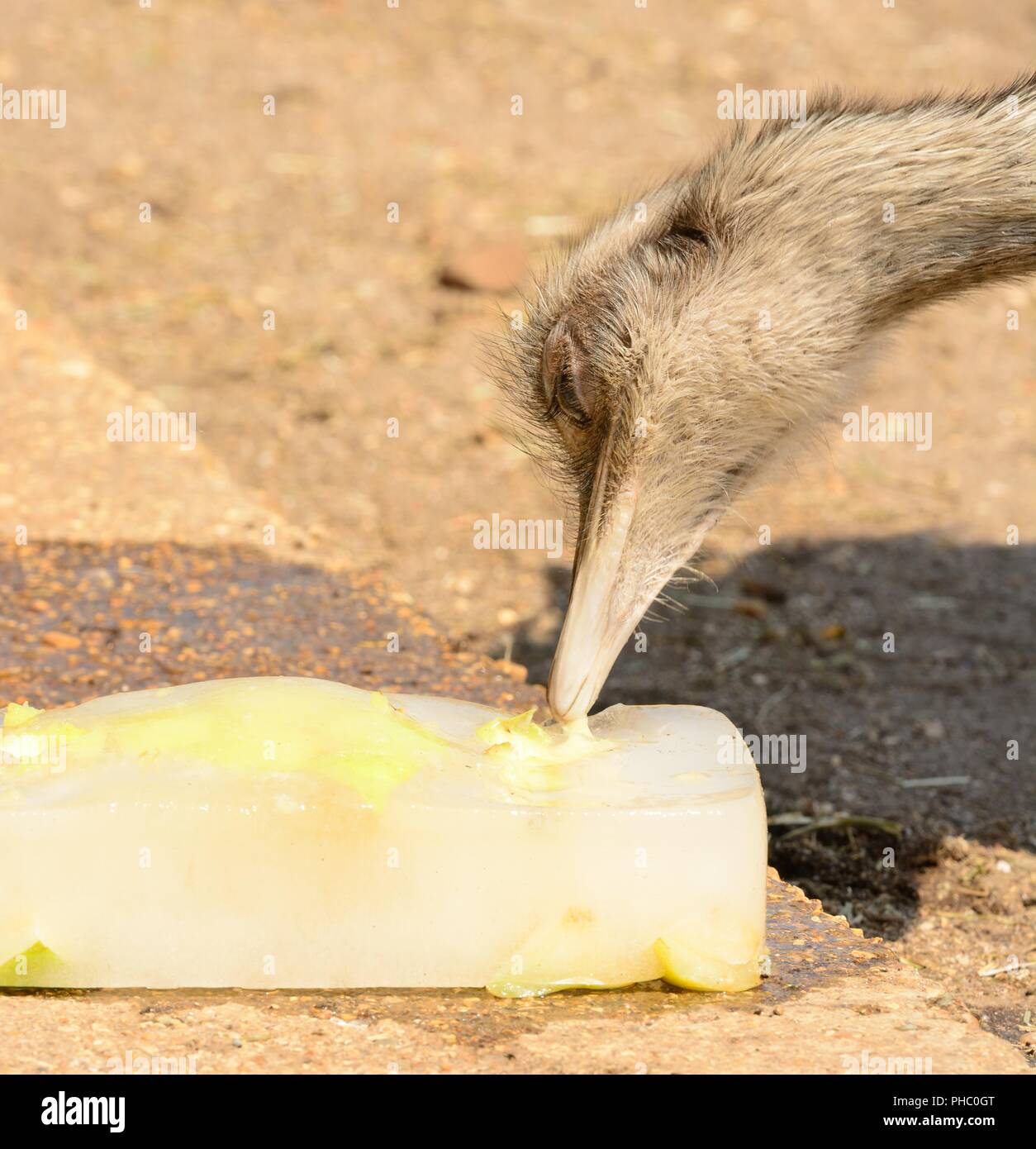 Close up head shot of an ostrich pecking a block of ice on a hot summer ...