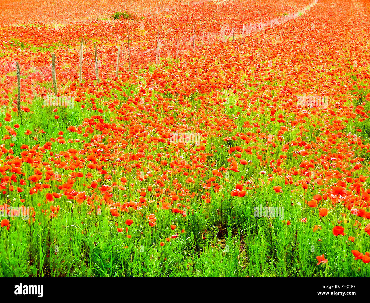 Red poppy field in summer with fence in Norfolk, UK Stock Photo - Alamy