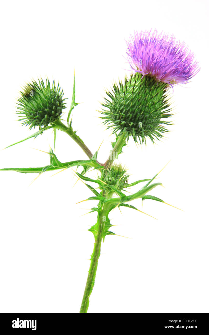At spear thistle Cut Out Stock Images & Pictures - Alamy