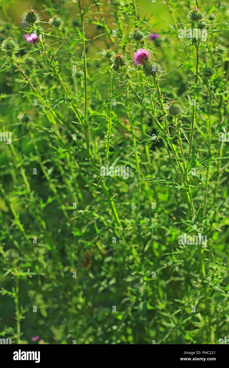 common thistle (Cirsium vulgare Stock Photo - Alamy