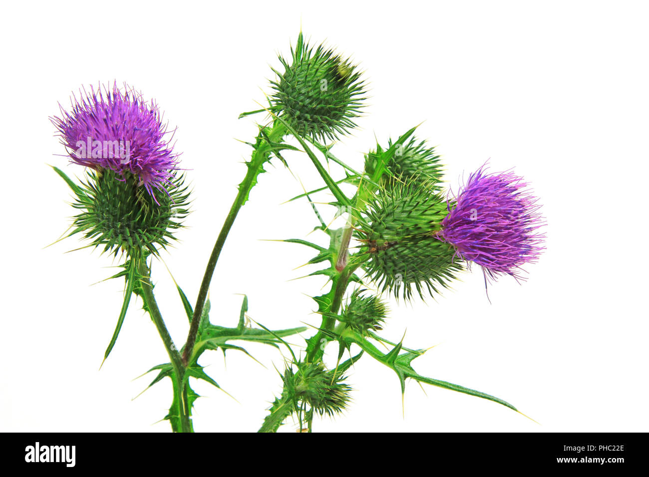 Common thistle cirsium vulgare Cut Out Stock Images & Pictures - Alamy