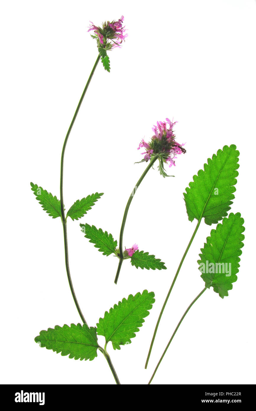 Purple betony, common hedgenettle (Betonica officinalis, Stachys ...
