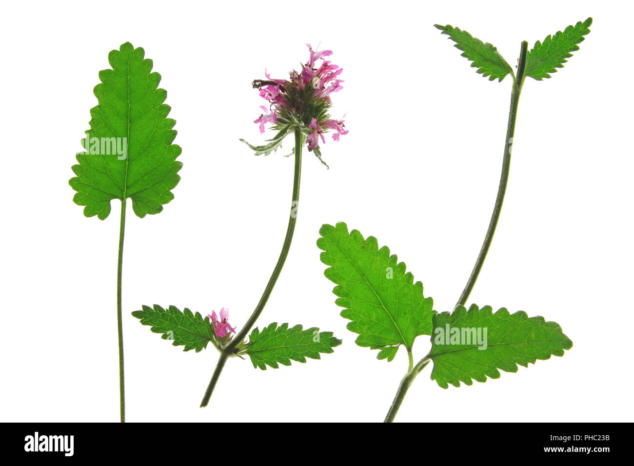 Purple betony, common hedgenettle (Betonica officinalis, Stachys ...