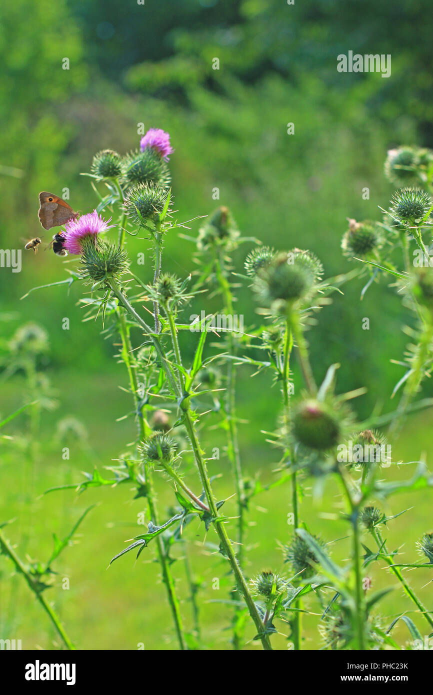common thistle (Cirsium vulgare Stock Photo - Alamy