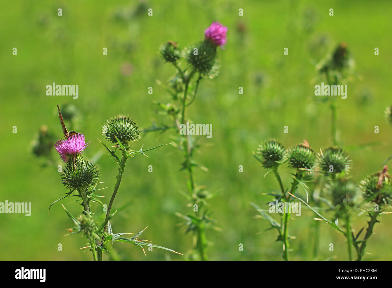 common thistle (Cirsium vulgare Stock Photo - Alamy