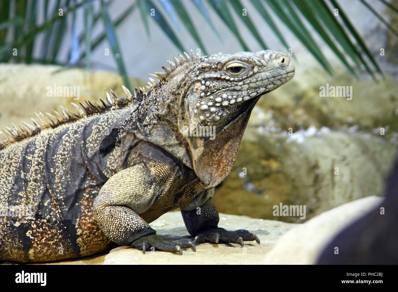 Cuban rock iguana (cyclura nubila) is a species of lizard of the iguana ...