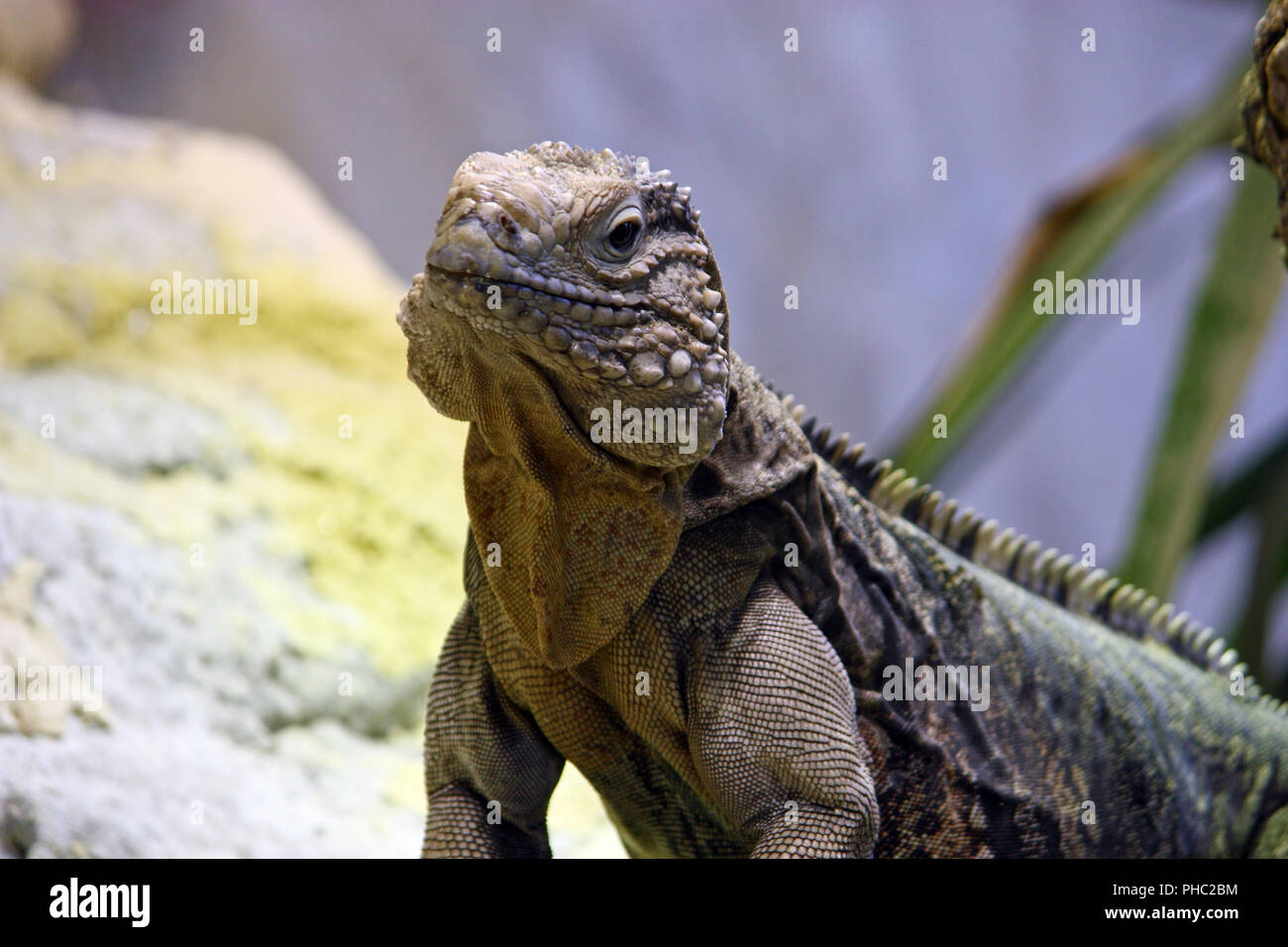 Cuban rock iguana (cyclura nubila) is a species of lizard of the iguana ...