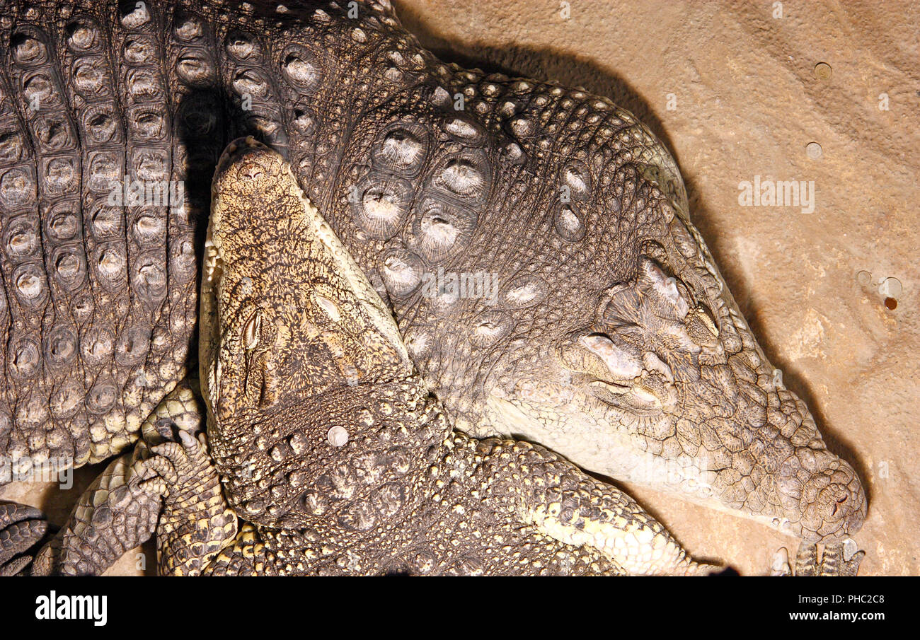 Crocodile Leg Stock Photos & Crocodile Leg Stock Images - Alamy