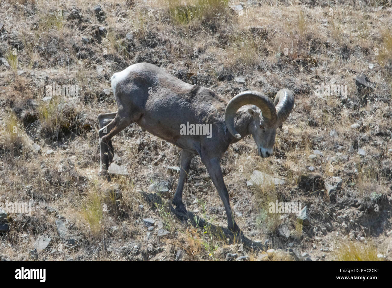 A lone bighorn sheep descends a steep slope on a hot summer day near ...