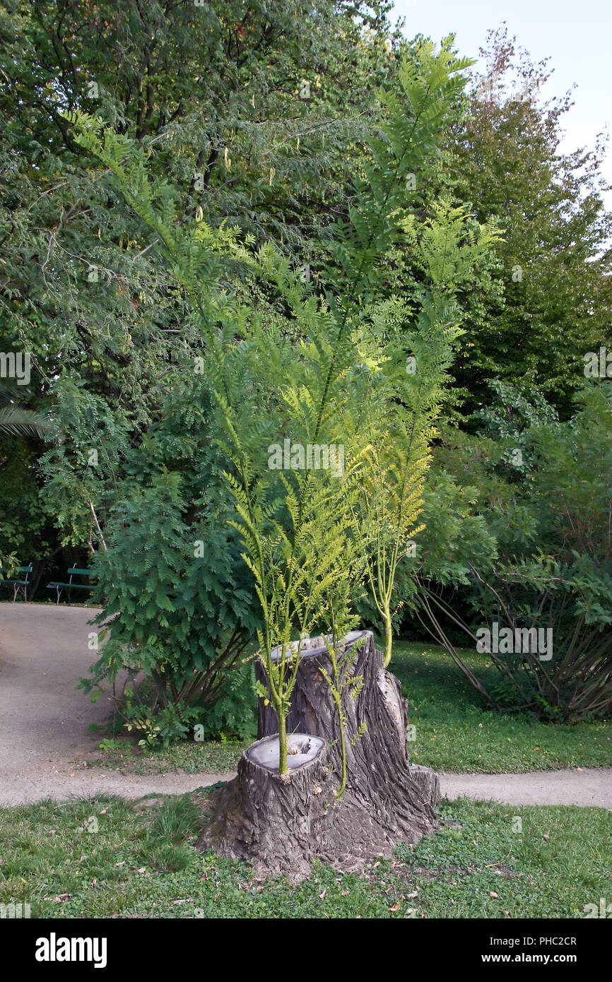 Sprouting new life on a chopped tree trunk Stock Photo - Alamy