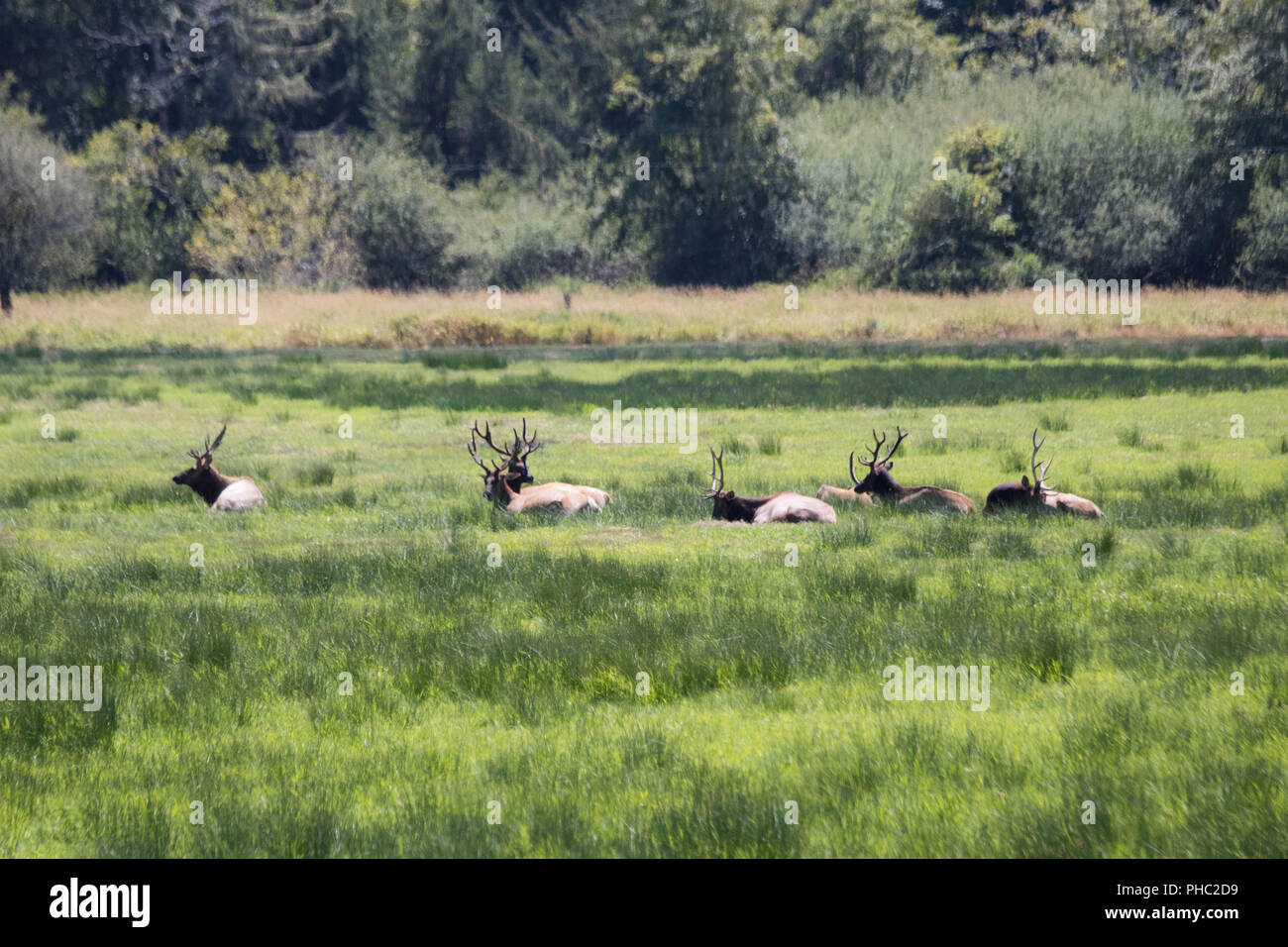 A herd of elk rest in a field at the Dean Creek Elk Viewing Area, near ...