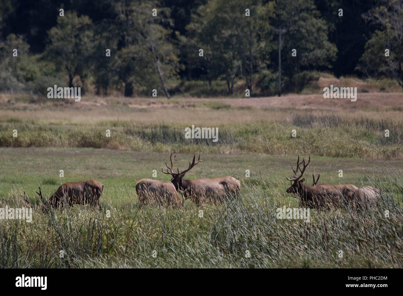 A herd of elk rest in a field at the Dean Creek Elk Viewing Area, near ...